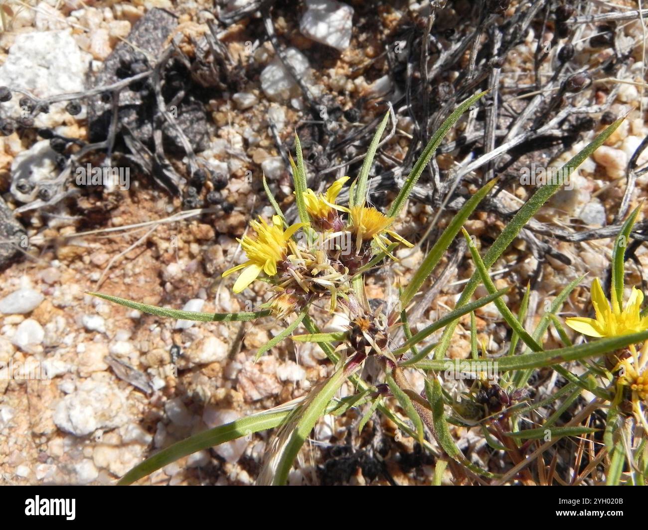 Fine Vomitdaisy (Geigeria filifolia Stock Photo - Alamy