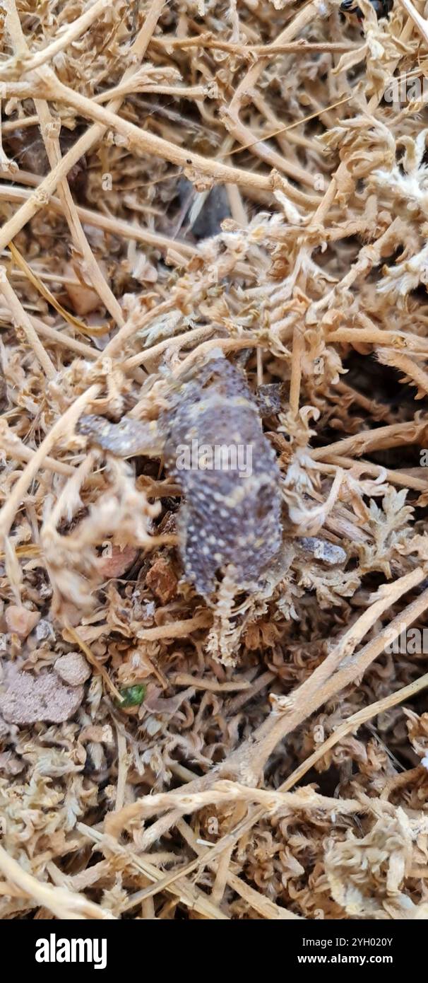 Thick-tailed Barking Gecko (Underwoodisaurus milii Stock Photo - Alamy