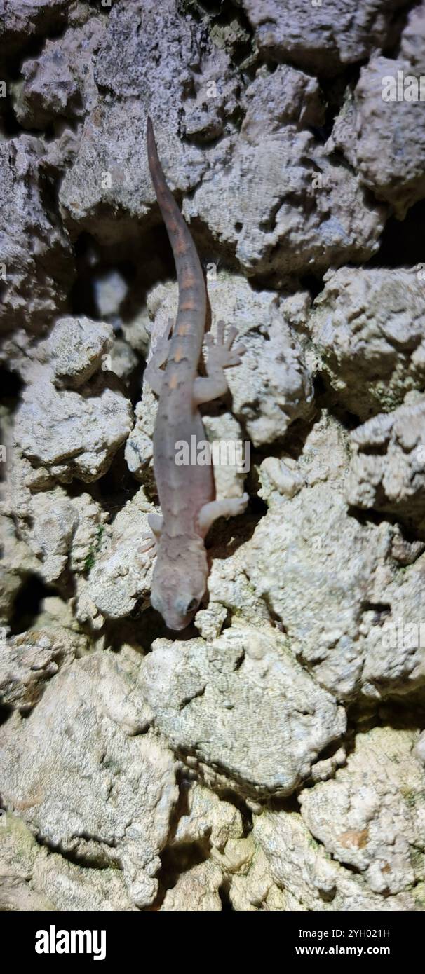 Southern Marbled Gecko (Christinus marmoratus Stock Photo - Alamy