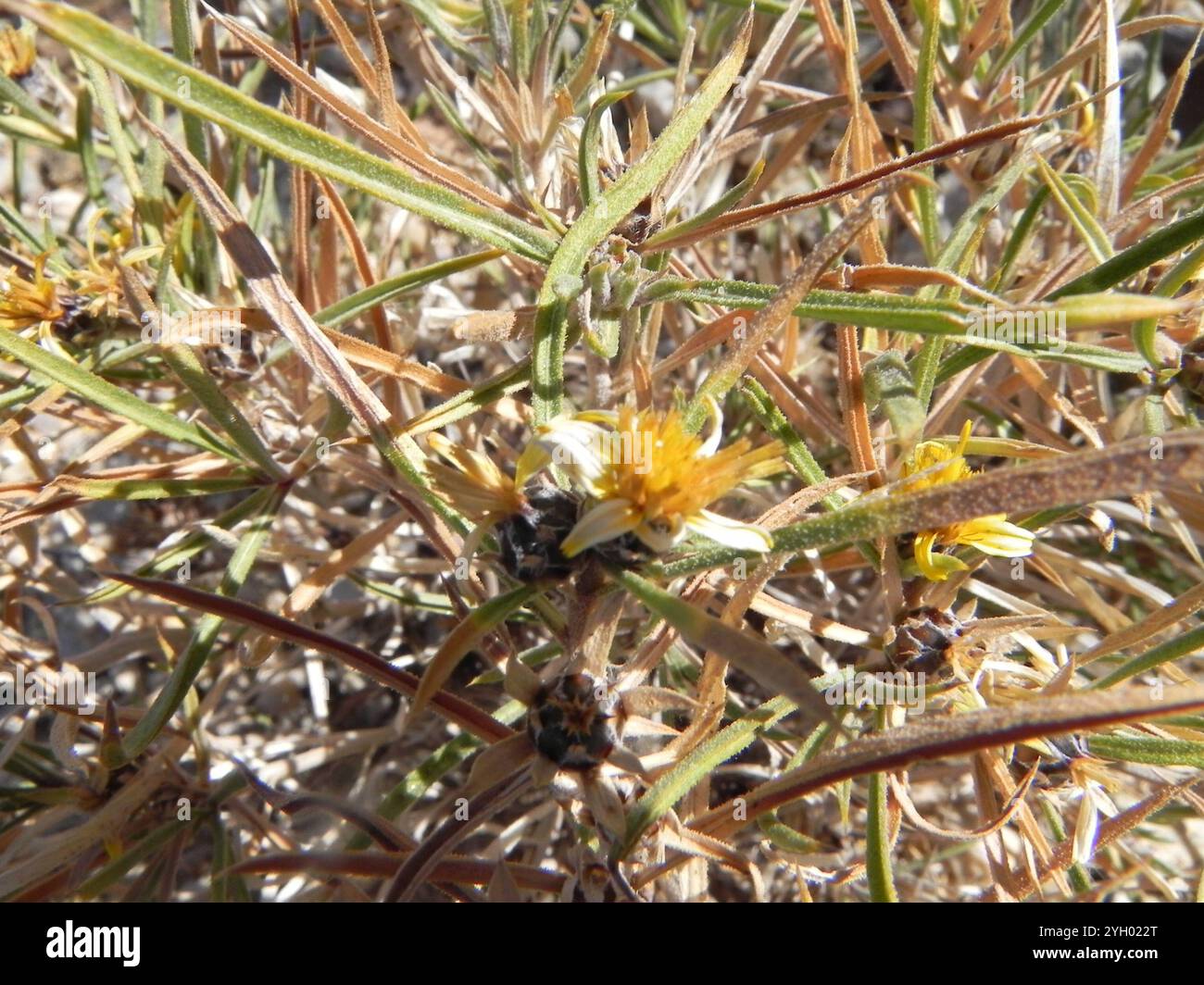 Fine Vomitdaisy (Geigeria filifolia Stock Photo - Alamy