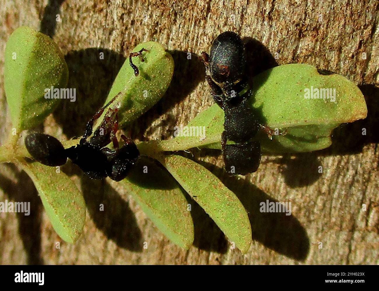 Sculpted Tree ants (Cataulacus Stock Photo - Alamy