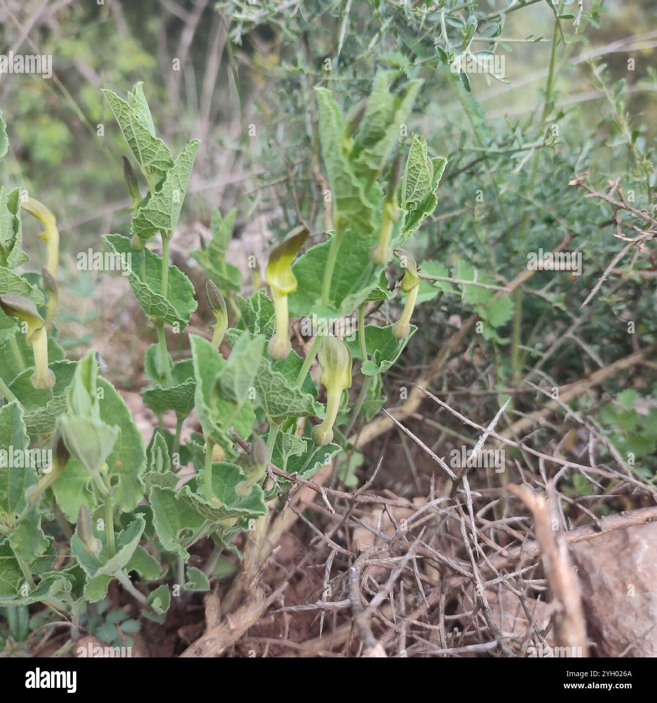 Spanish Birthwort (Aristolochia pistolochia Stock Photo - Alamy