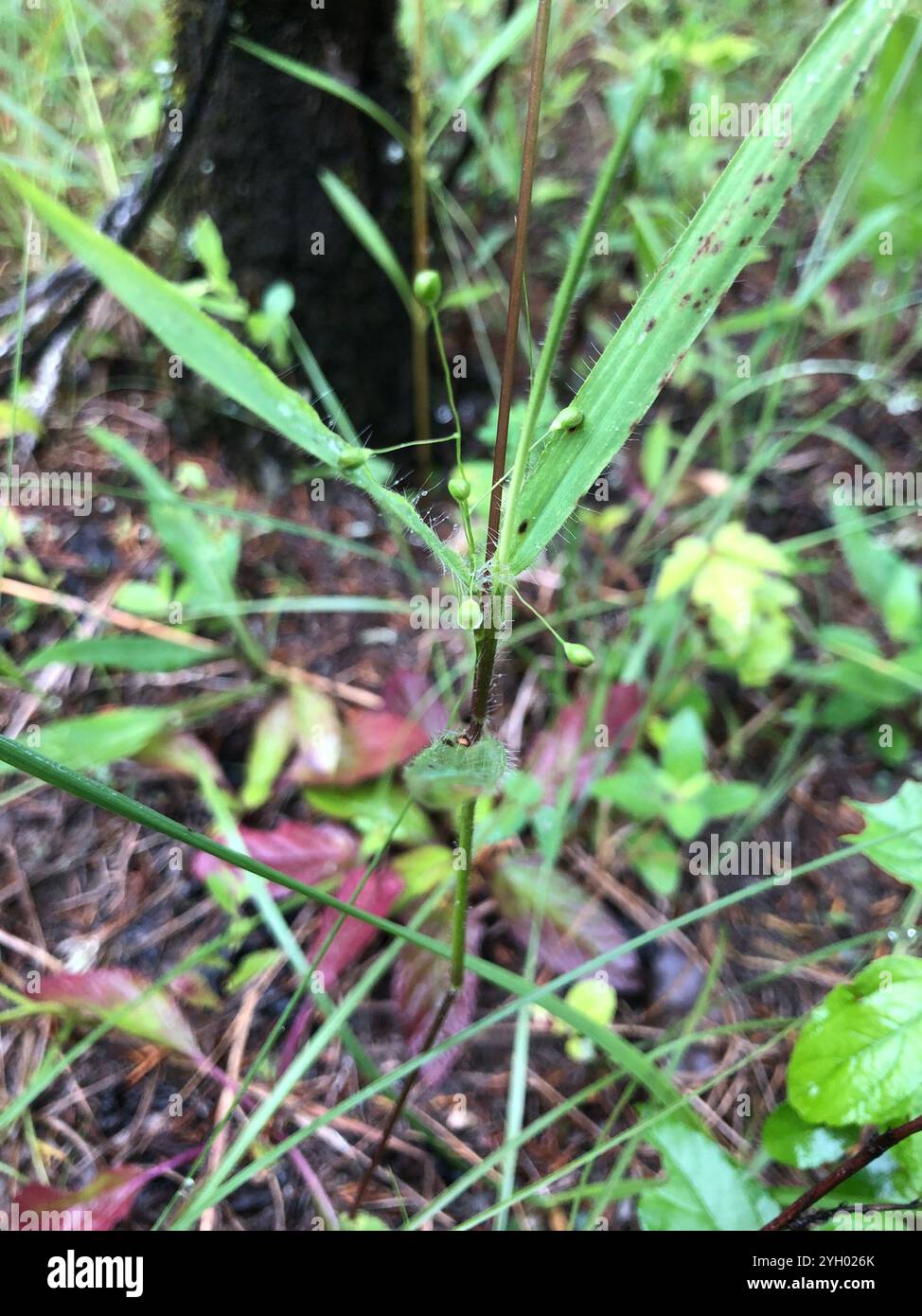 Panicgrass hi-res stock photography and images - Alamy