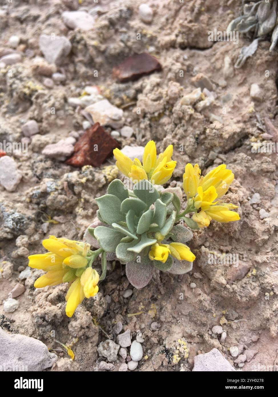 (Physaria didymocarpa lanata Stock Photo - Alamy