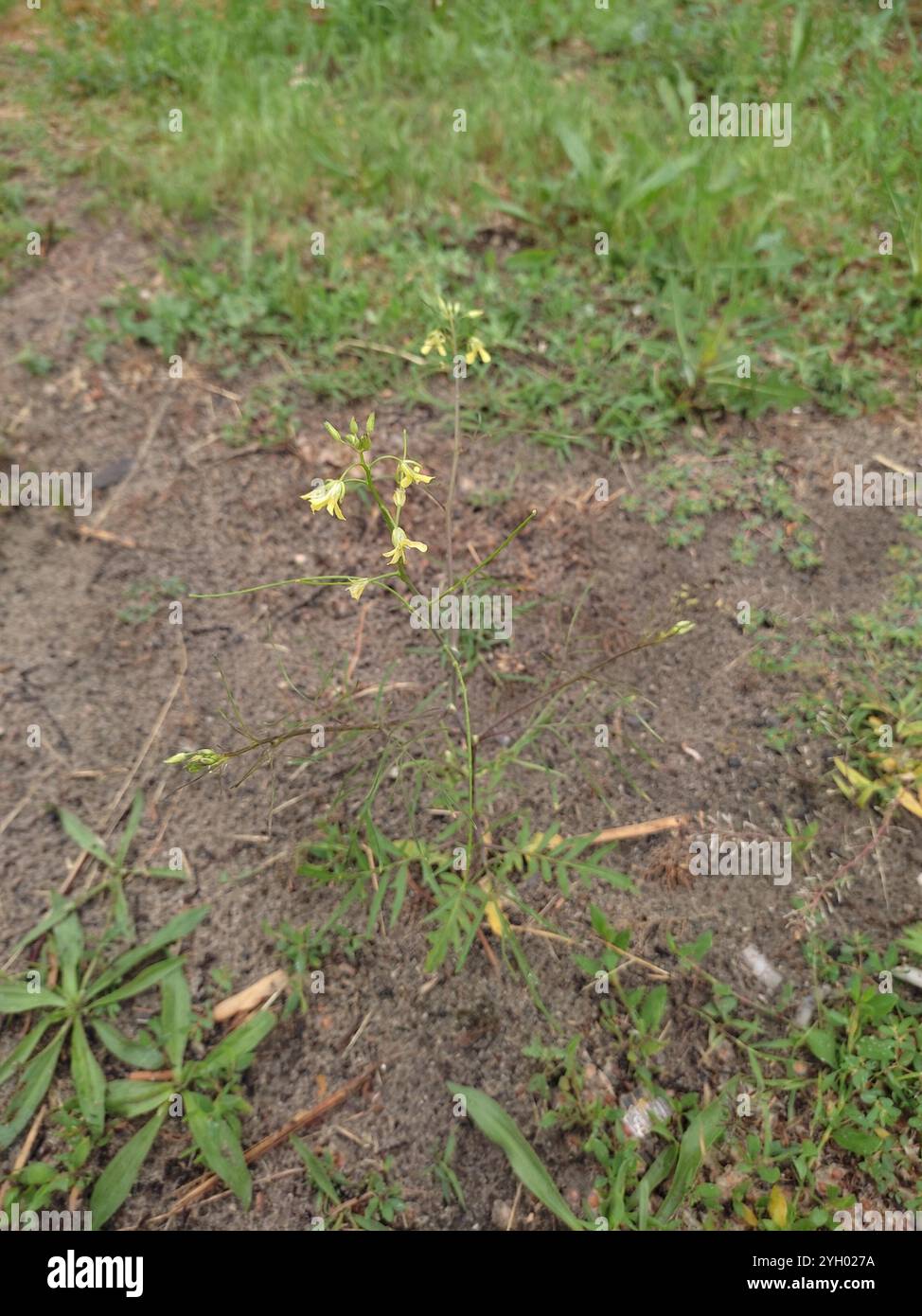 Tall Tumblemustard (Sisymbrium altissimum Stock Photo - Alamy