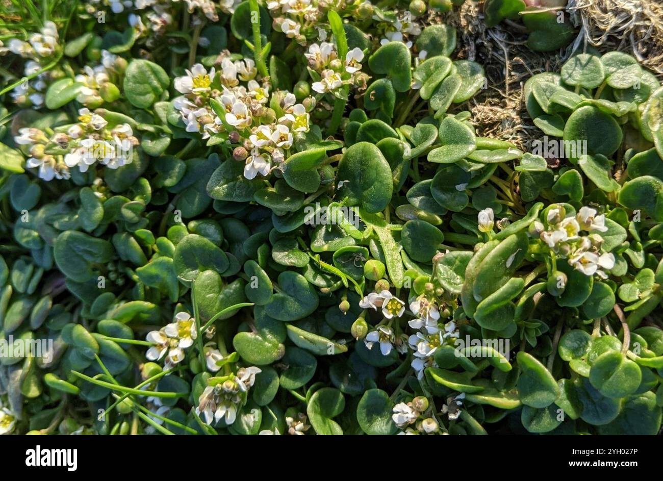 Scurvy grass (Cochlearia officinalis Stock Photo - Alamy