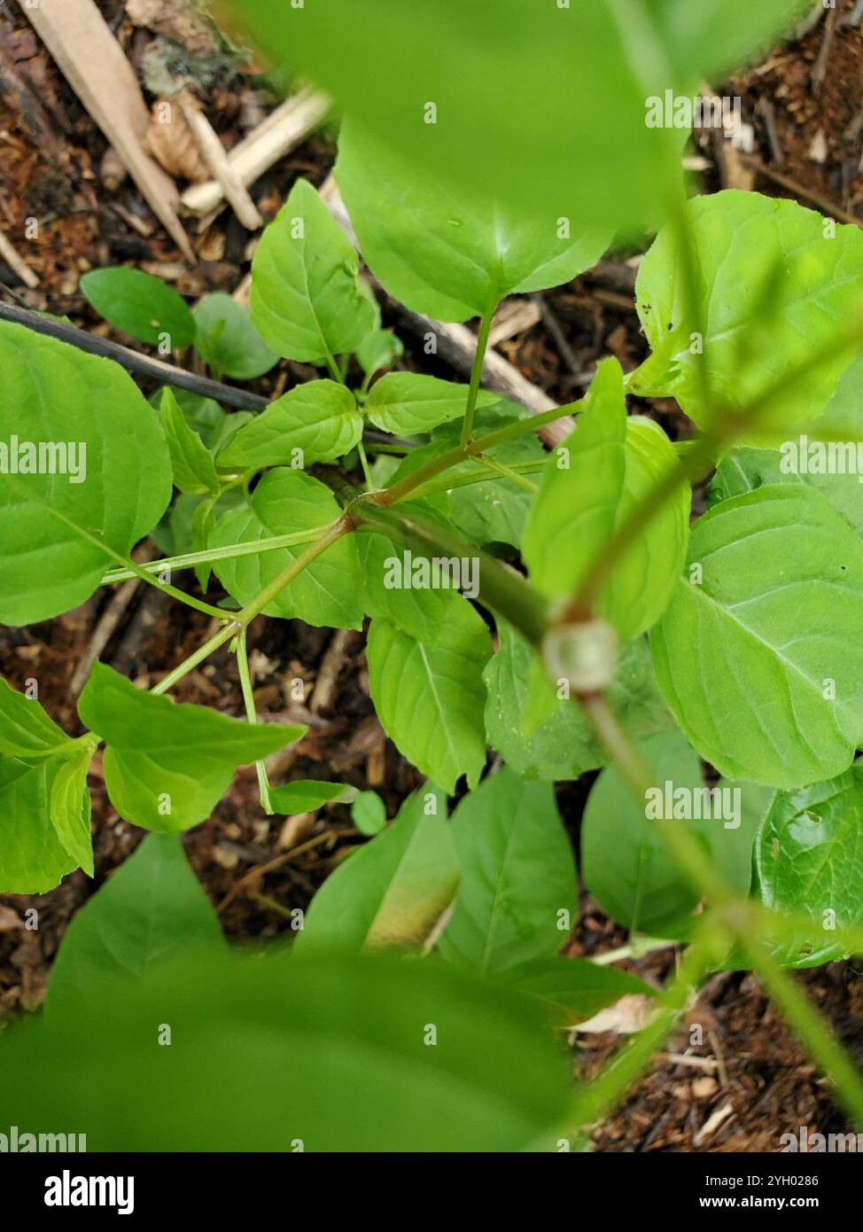 broadleaf enchanter's nightshade (Circaea canadensis Stock Photo - Alamy