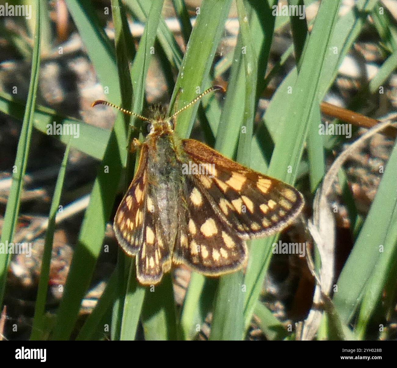 Chequered Skipper (Carterocephalus palaemon Stock Photo - Alamy
