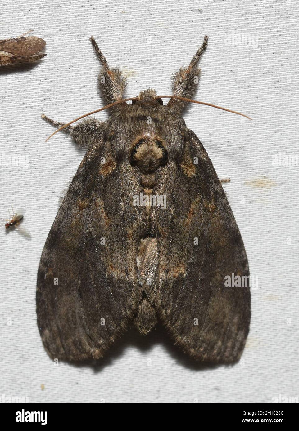 Angulose Prominent (Peridea angulosa Stock Photo - Alamy