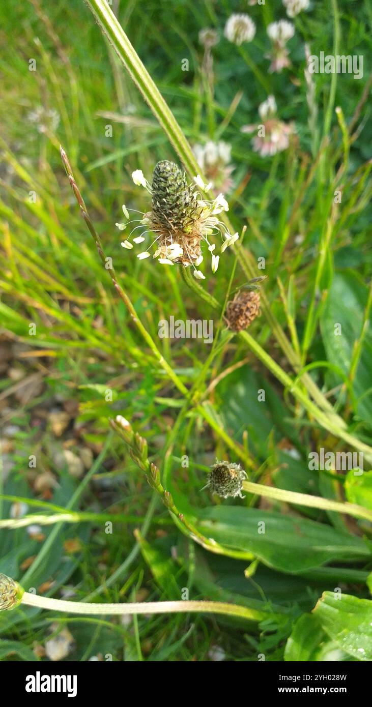 ribwort plantain (Plantago lanceolata Stock Photo - Alamy
