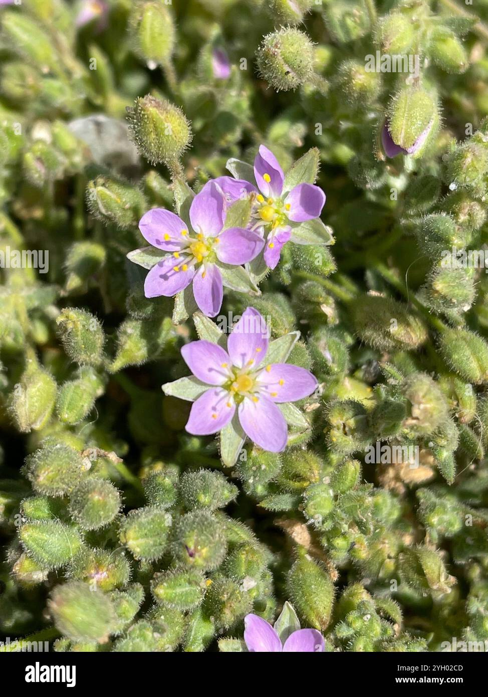 Sticky Sand-Spurrey (Spergularia macrotheca Stock Photo - Alamy