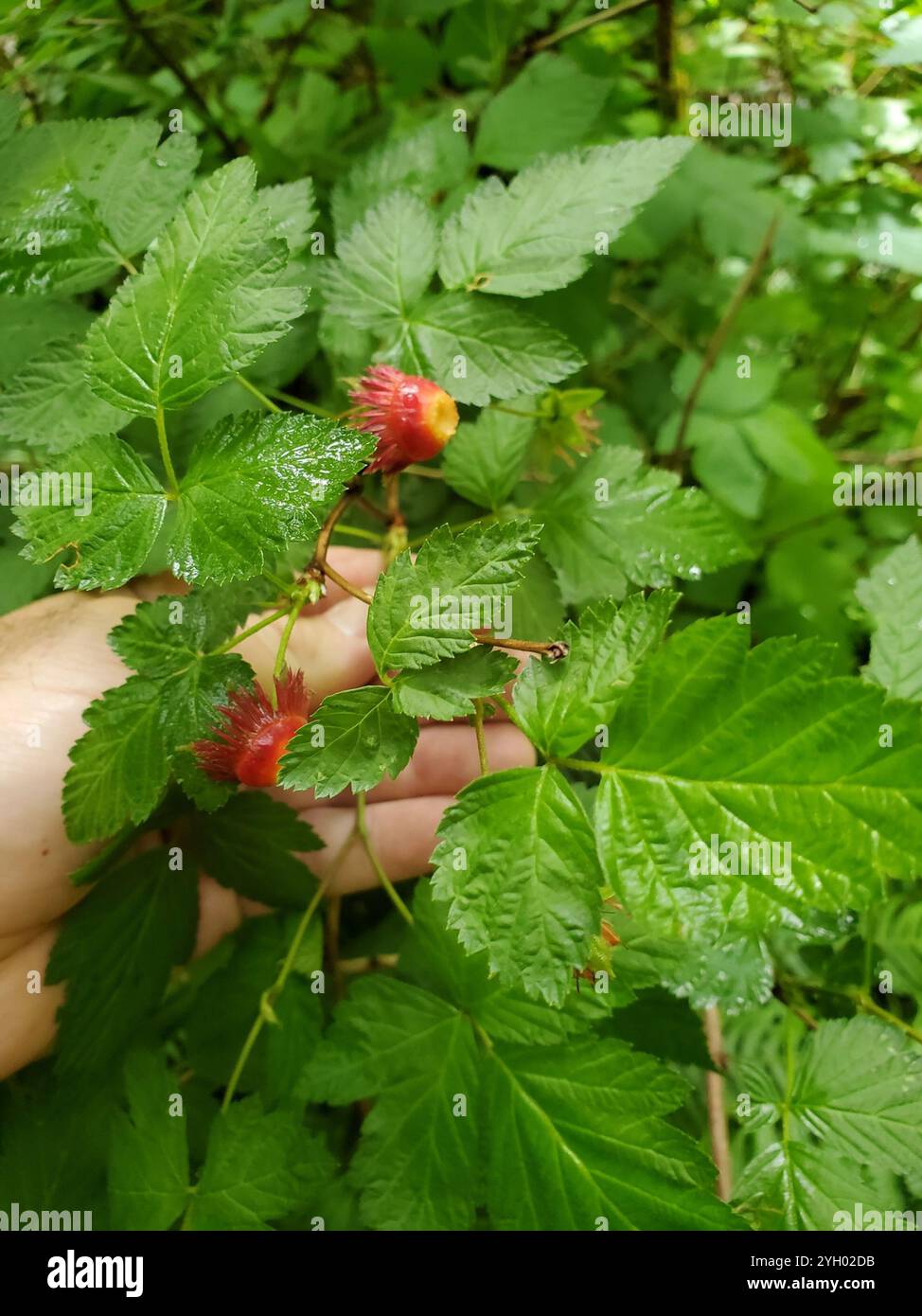 Salmonberry (Rubus spectabilis Stock Photo - Alamy