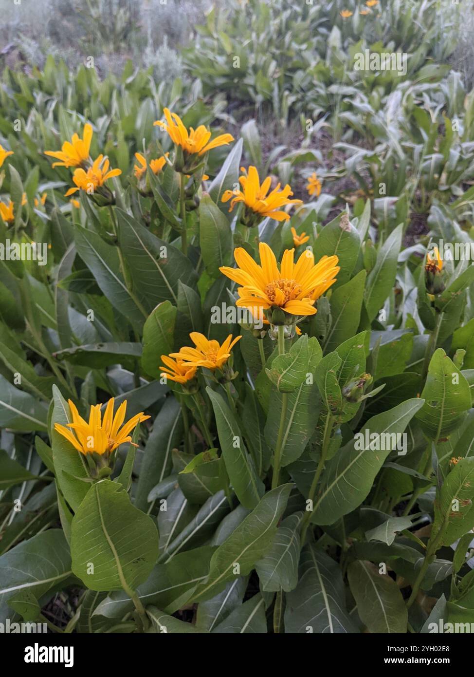 Wyethia amplexicaulis hi-res stock photography and images - Alamy