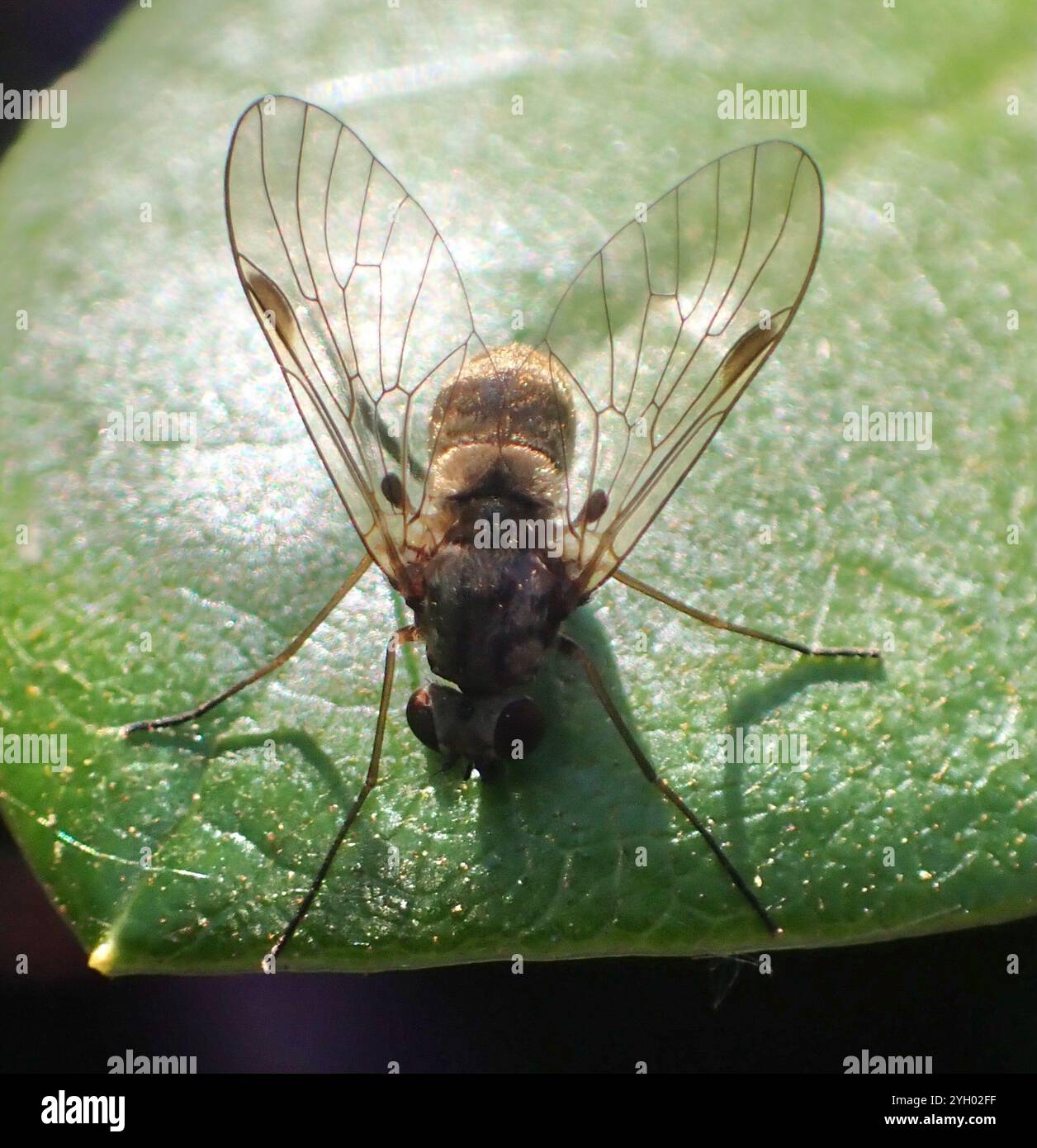Black Snipefly (Chrysopilus cristatus Stock Photo - Alamy