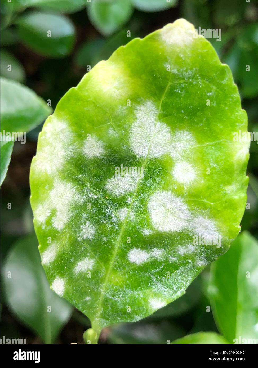 Erysiphe euonymicola hi-res stock photography and images - Alamy