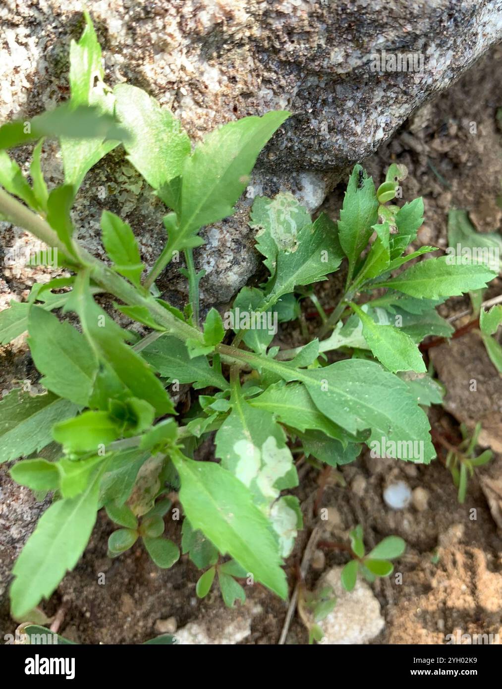 Virginia pepperweed (Lepidium virginicum Stock Photo - Alamy