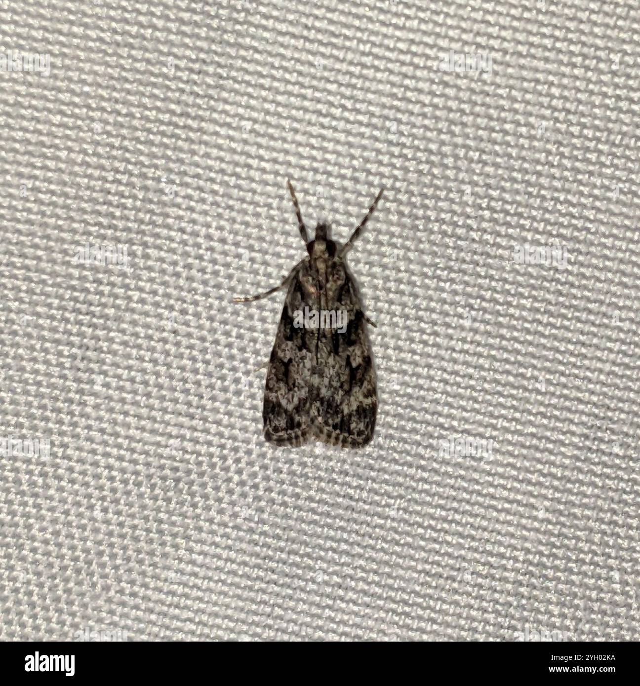 Double-striped Scoparia Moth (Scoparia biplagialis Stock Photo - Alamy