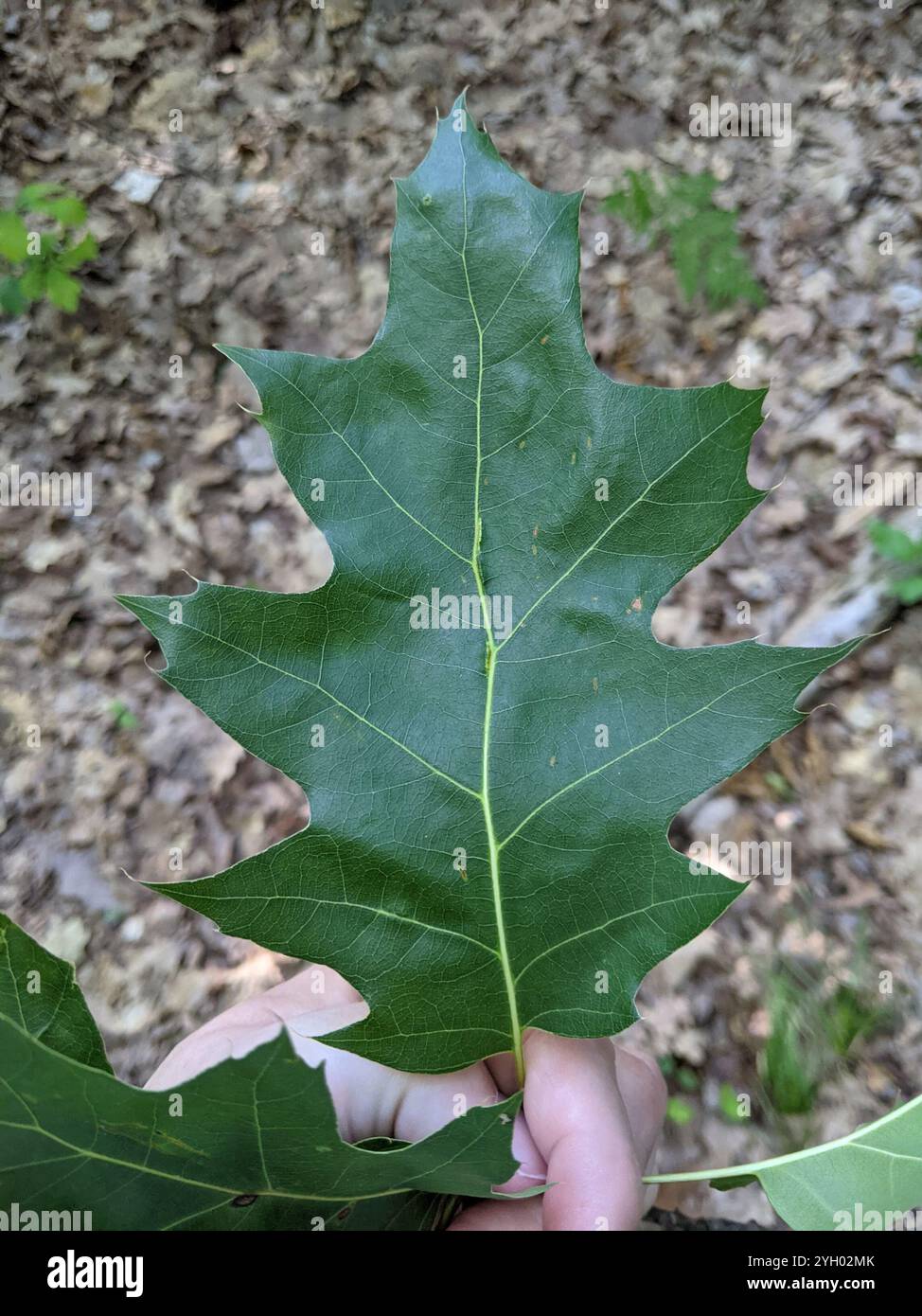 Oak Vein Pocket Gall Midge (Macrodiplosis qoruca Stock Photo - Alamy