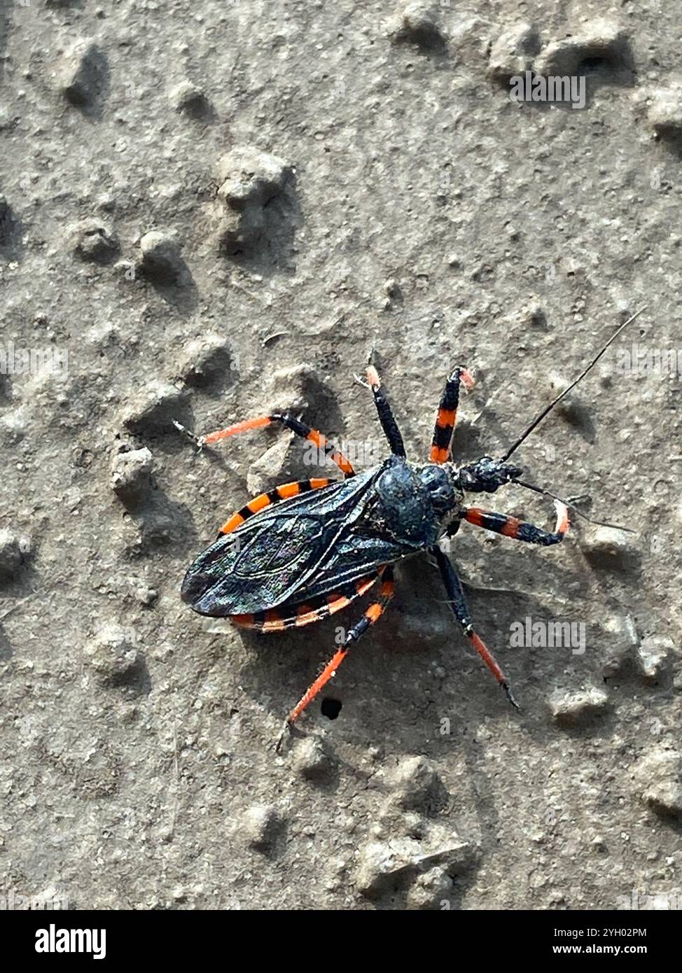 Rhynocoris annulatus hi-res stock photography and images - Alamy