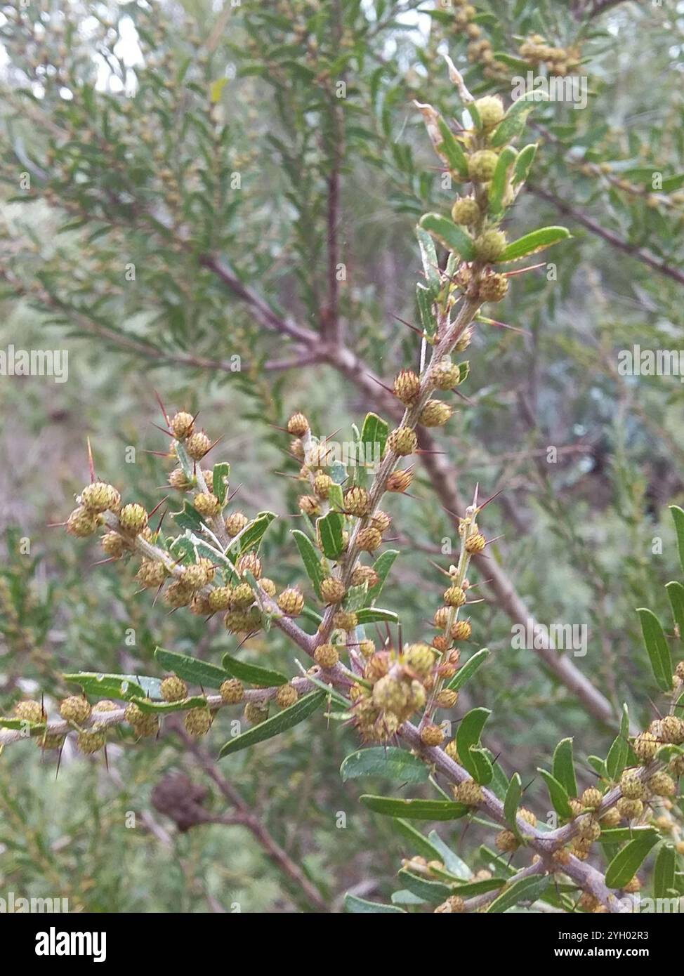 Kangaroo thorn (Acacia paradoxa Stock Photo - Alamy