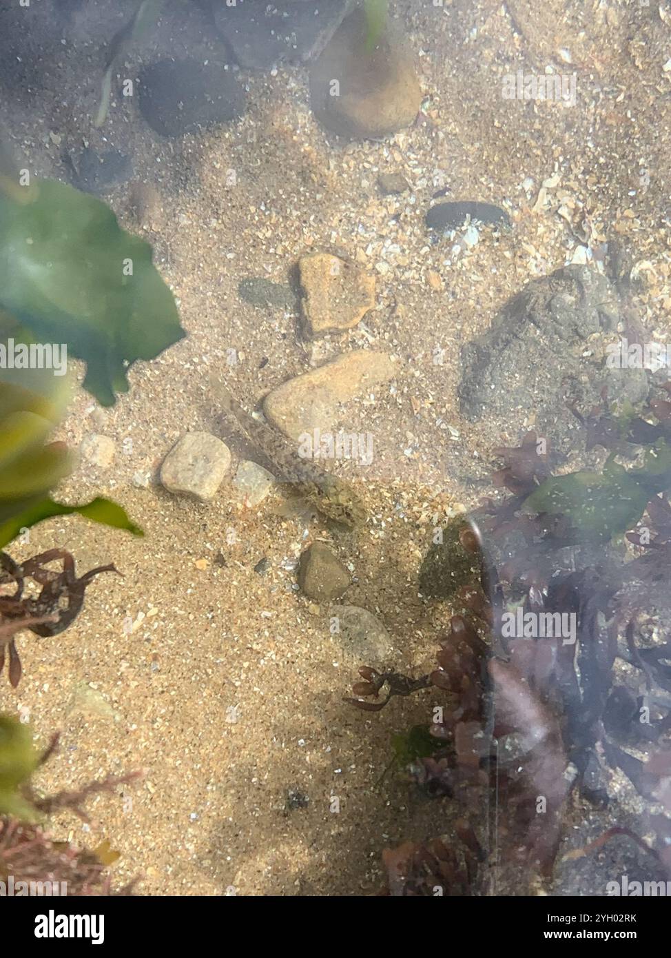 Rock Goby (Gobius paganellus Stock Photo - Alamy