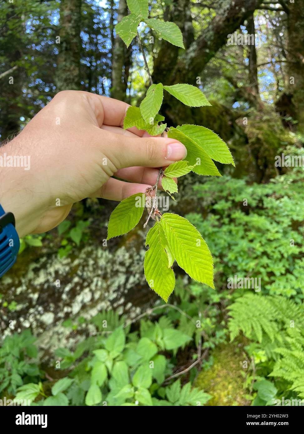 Birch family betulaceae hi-res stock photography and images - Alamy
