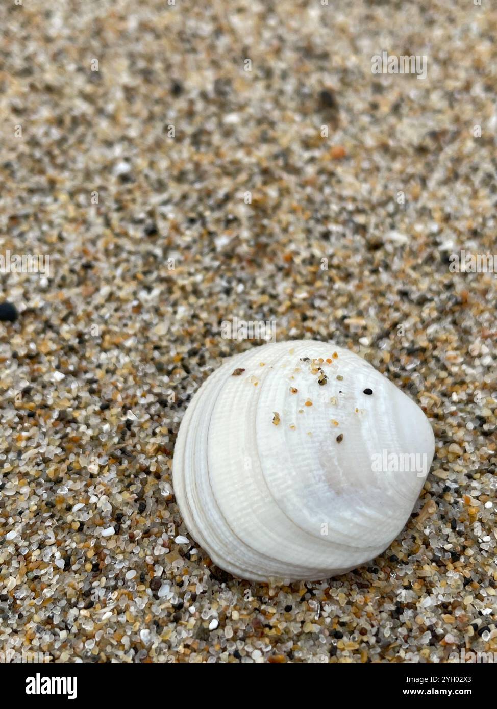 Pacific Littleneck Clam (Leukoma staminea Stock Photo - Alamy