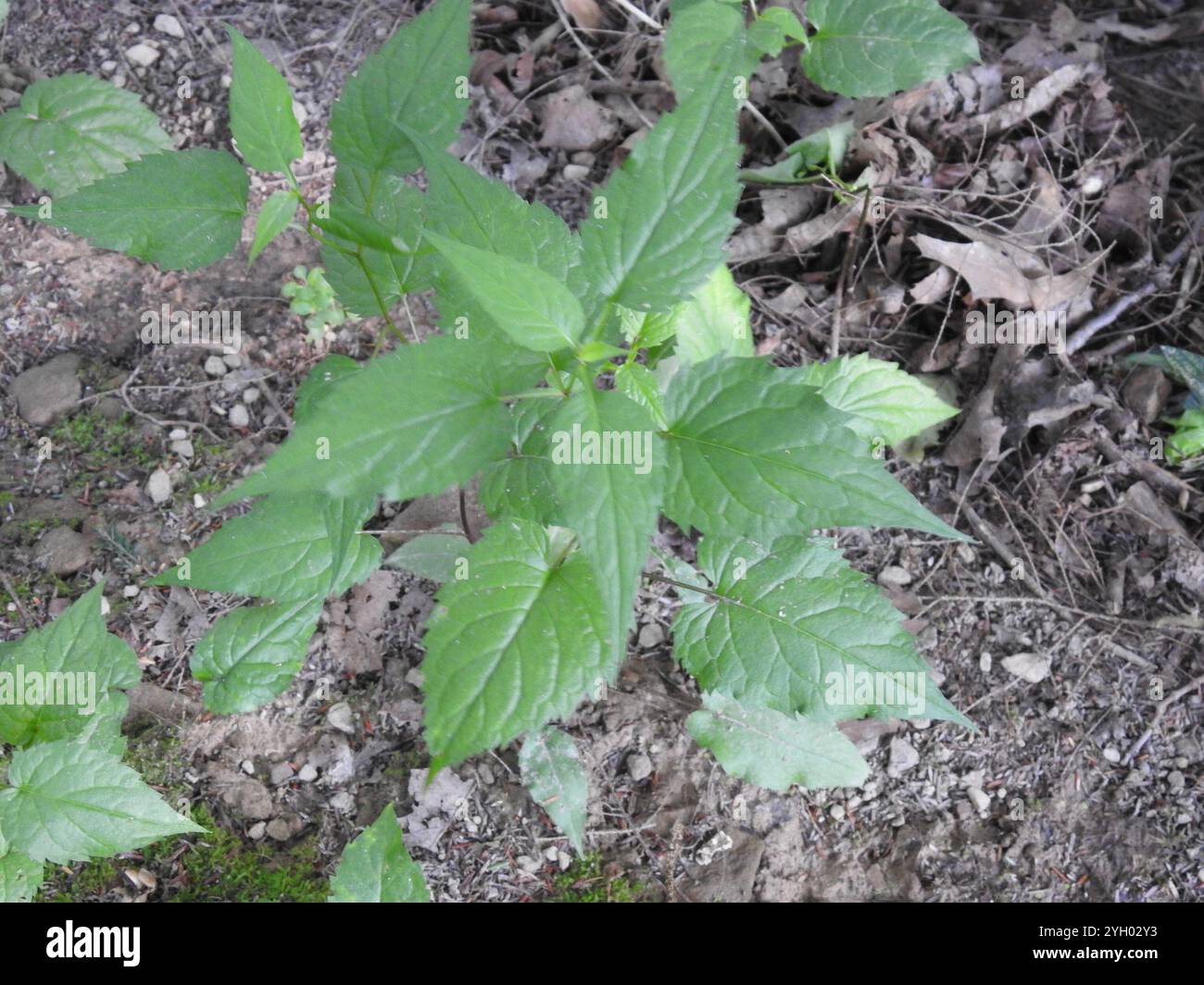 wood asters (Eurybia Stock Photo - Alamy