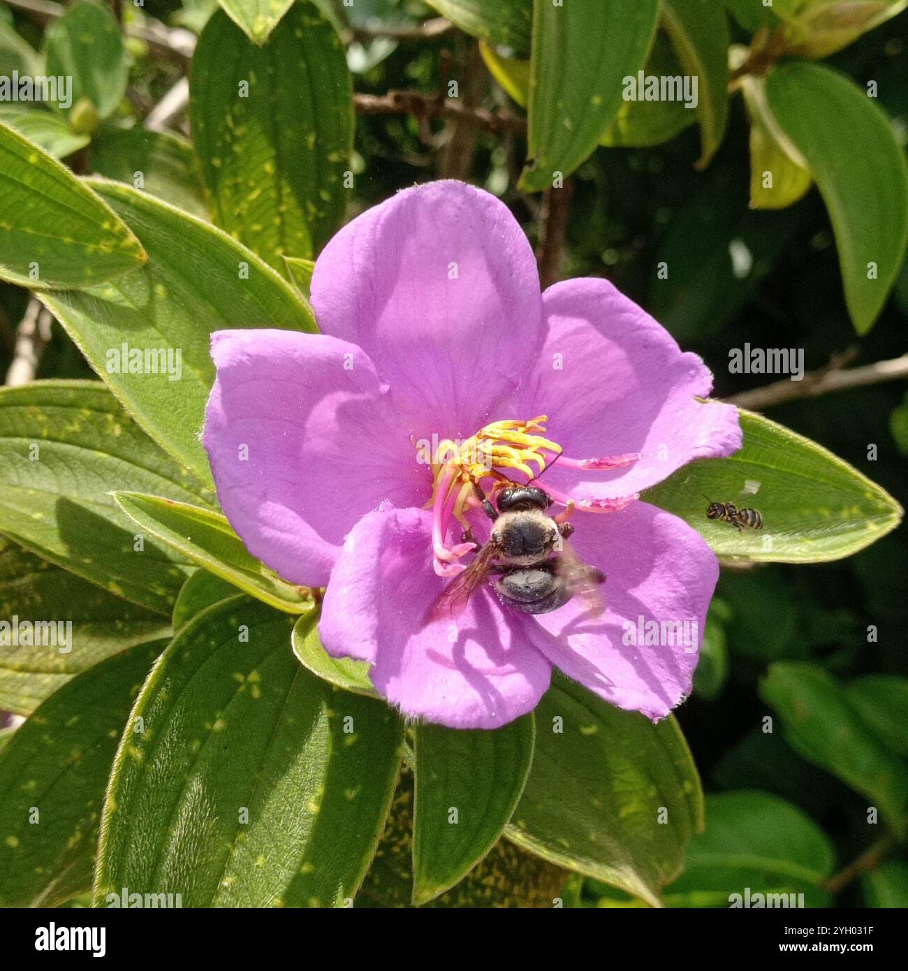 Common Melastoma (Melastoma candidum Stock Photo - Alamy