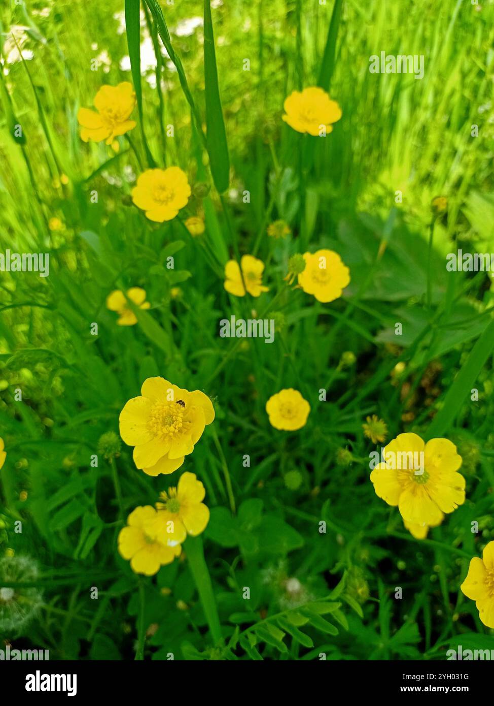Multi-flowered Buttercup (Ranunculus polyanthemos Stock Photo - Alamy