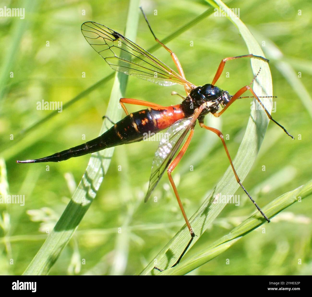 Giant Sabre Comb Horn Cranefly (Tanyptera atrata Stock Photo - Alamy