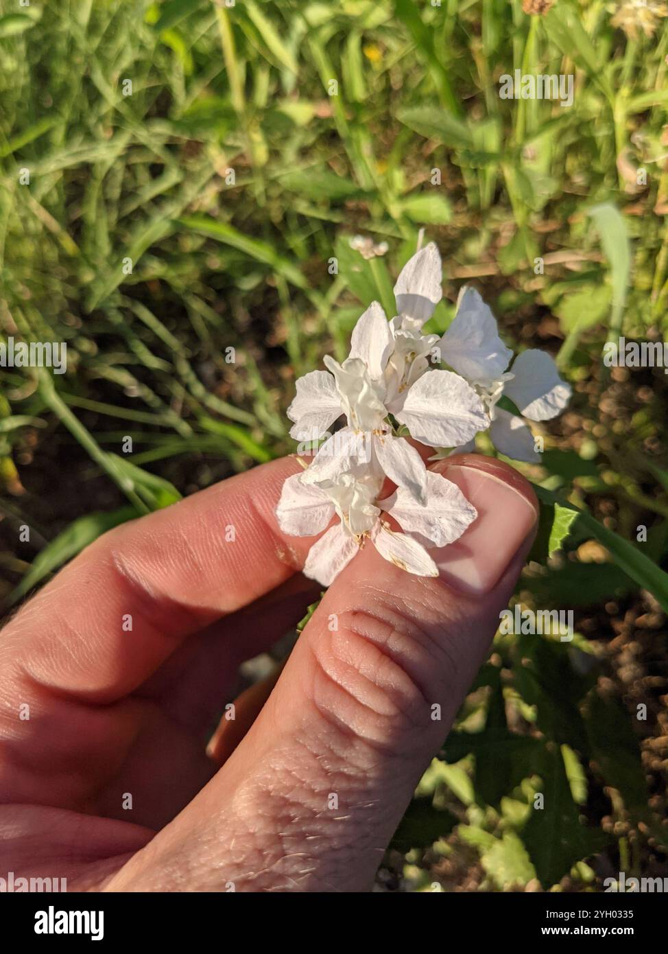 doubtful knight's-spur (Delphinium ajacis Stock Photo - Alamy