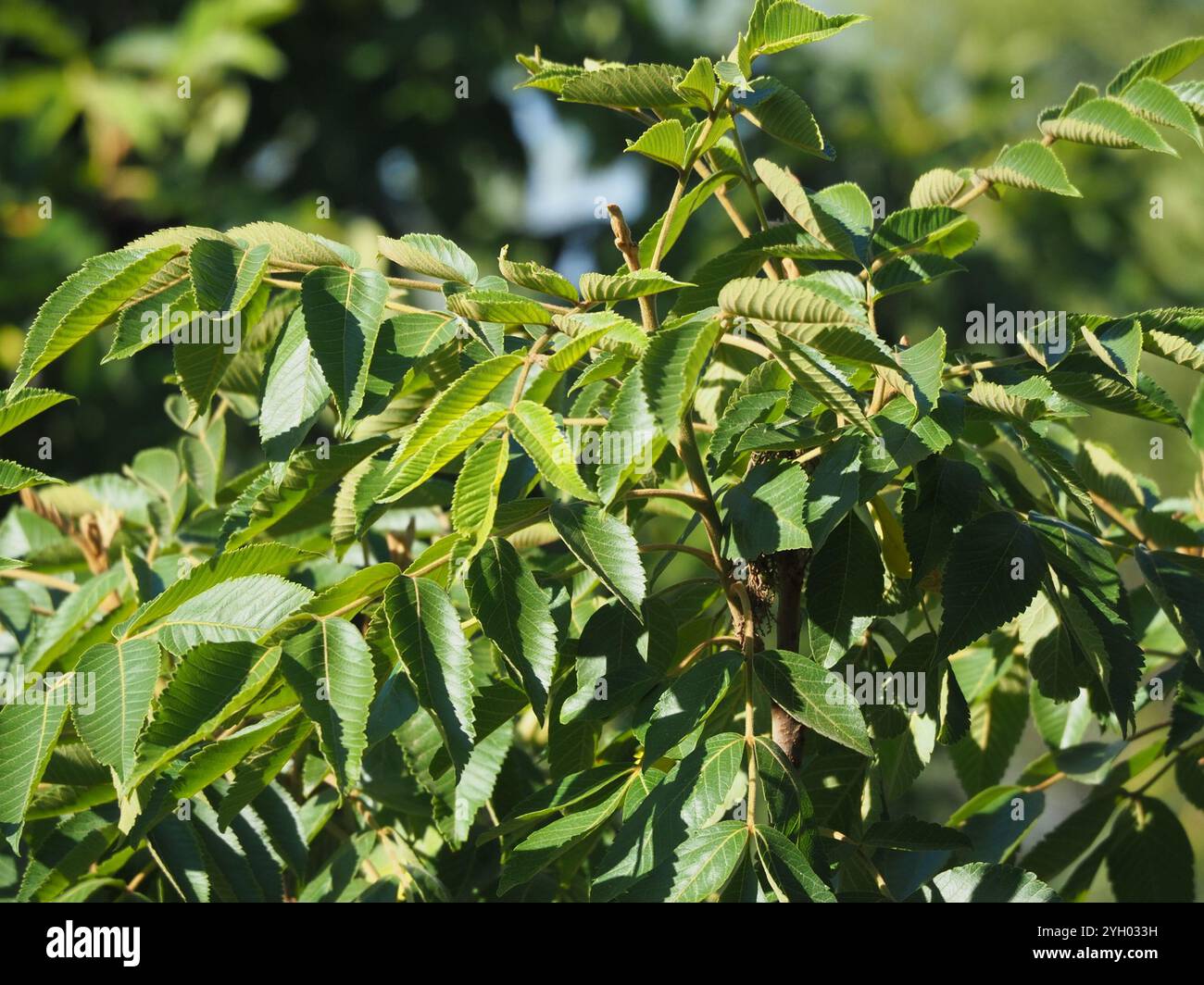 (Rhus chinensis roxburghii Stock Photo - Alamy
