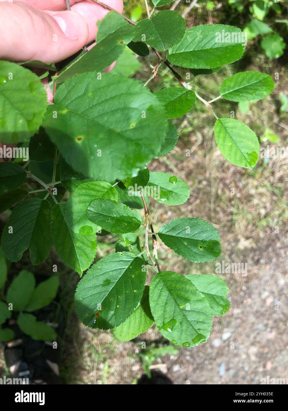 Running Serviceberry (Amelanchier stolonifera Stock Photo - Alamy