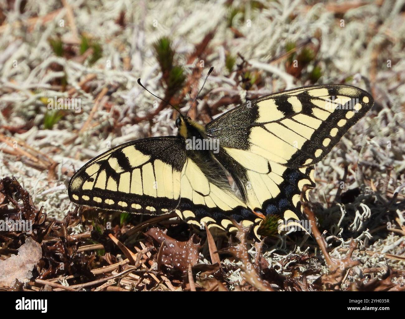 Old World Swallowtail (Papilio machaon Stock Photo - Alamy