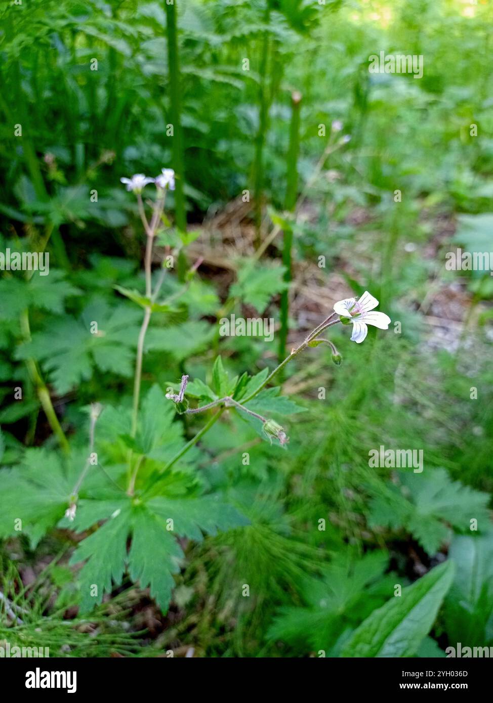 Siberian Crane's-bill (Geranium sibiricum Stock Photo - Alamy