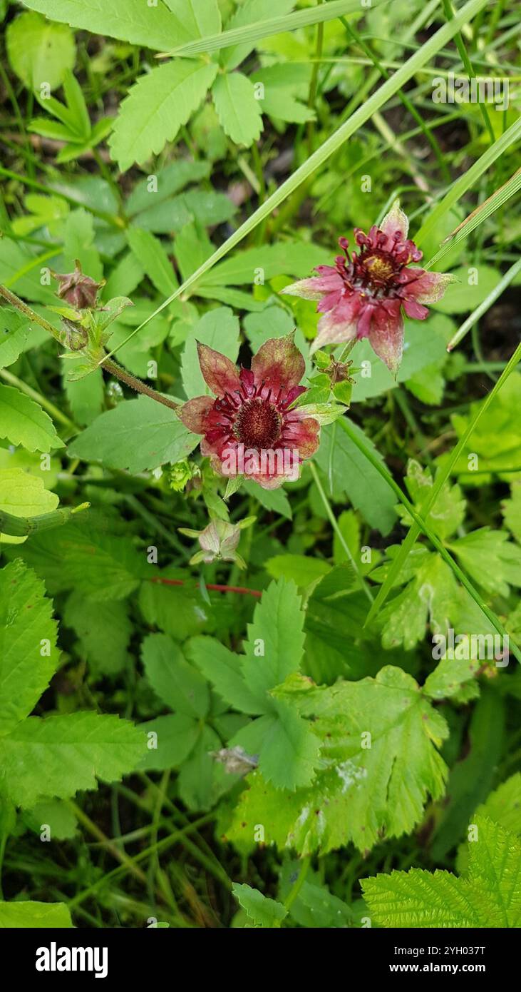 marsh cinquefoil (Comarum palustre Stock Photo - Alamy