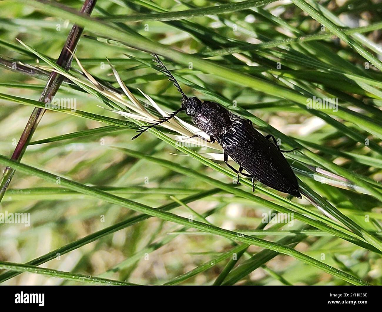 copper click beetle (Ctenicera cuprea Stock Photo - Alamy