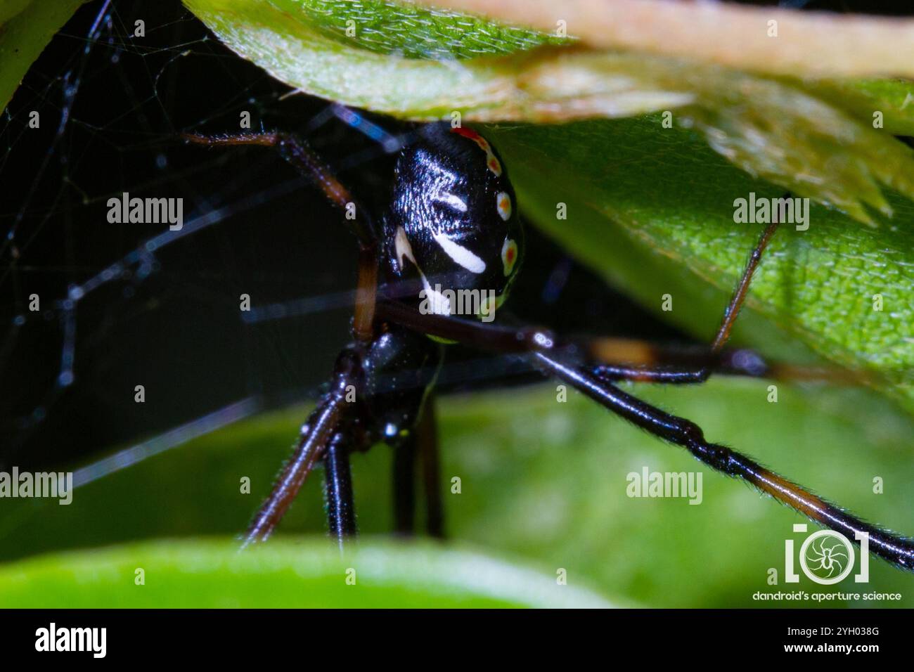 Southern Black Widow (Latrodectus mactans Stock Photo - Alamy