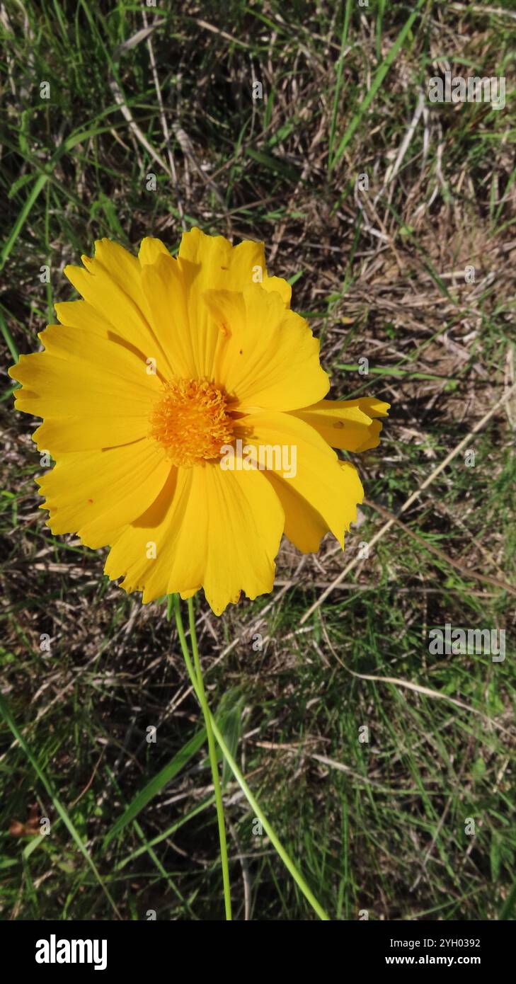 Lance-leaved Coreopsis (Coreopsis lanceolata Stock Photo - Alamy