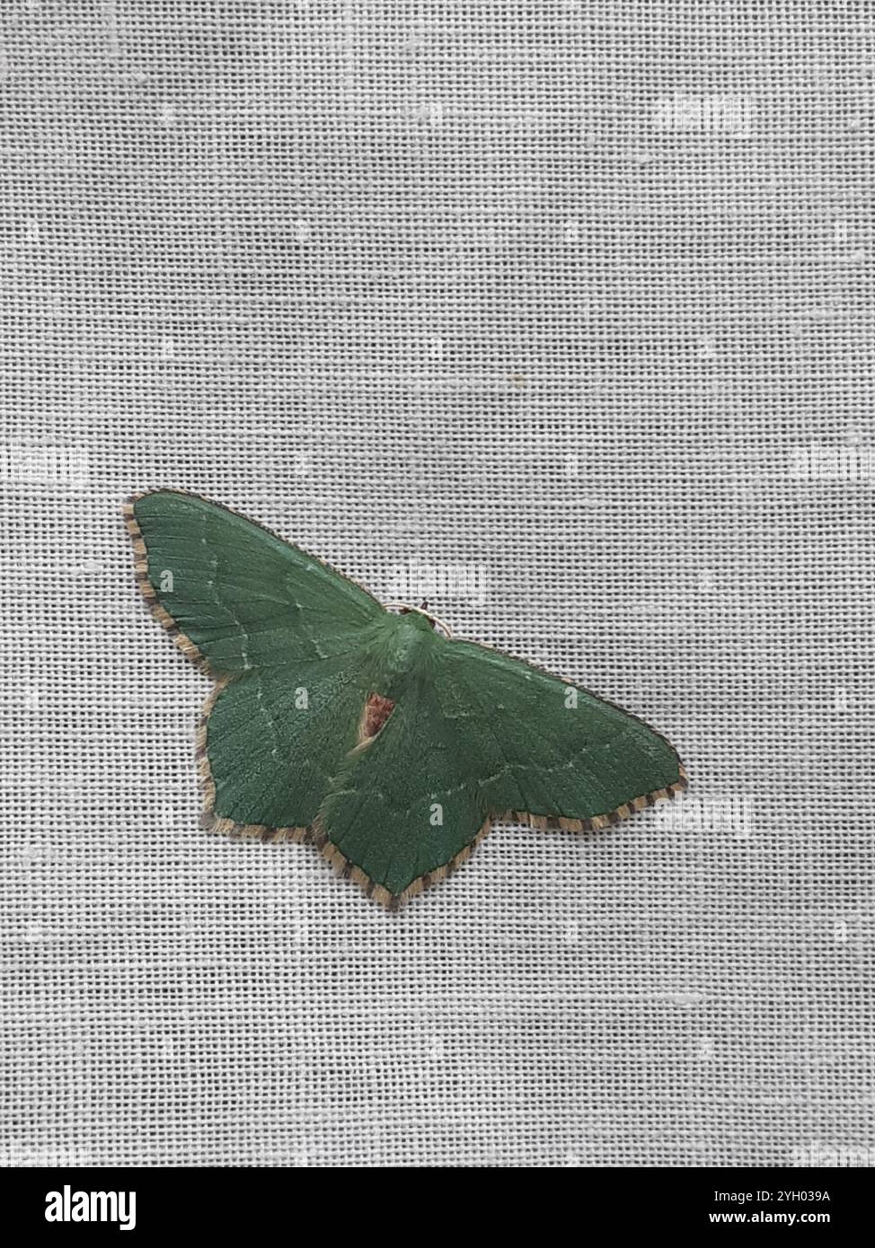 Common Emerald (Hemithea aestivaria Stock Photo - Alamy