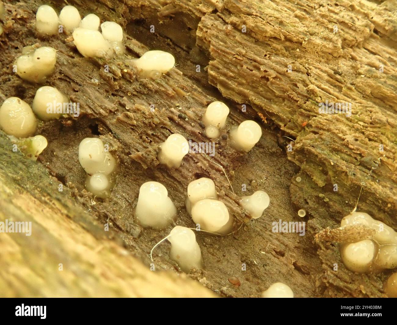 slime molds (Mycetozoa Stock Photo - Alamy