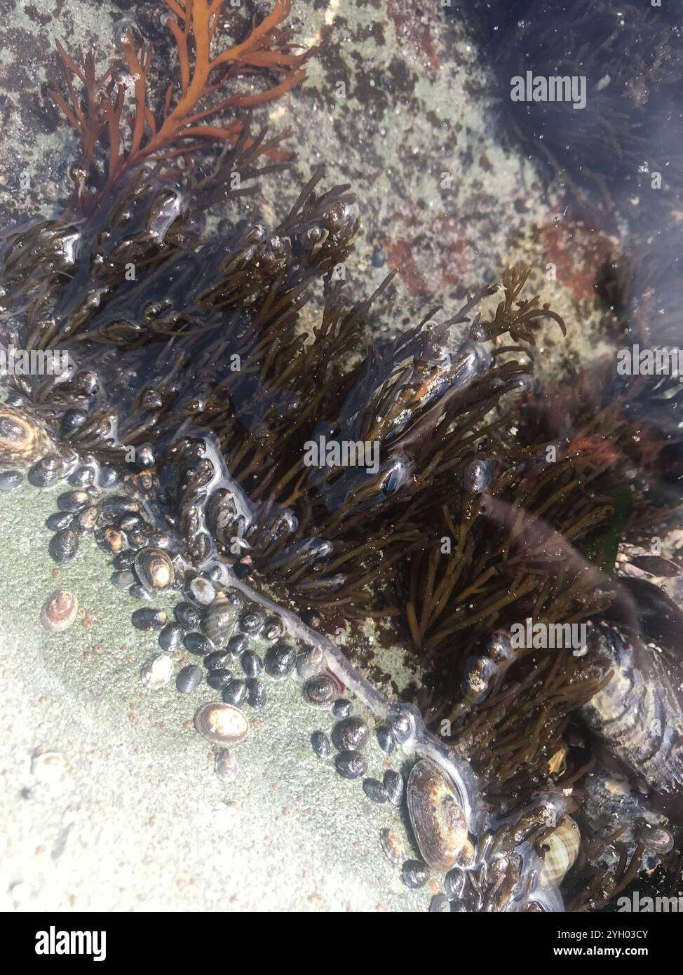Dead Man's Fingers (Codium fragile Stock Photo - Alamy