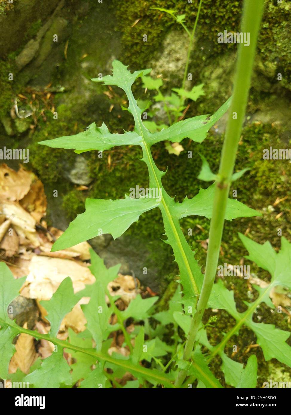 tall blue lettuce (Lactuca biennis Stock Photo - Alamy