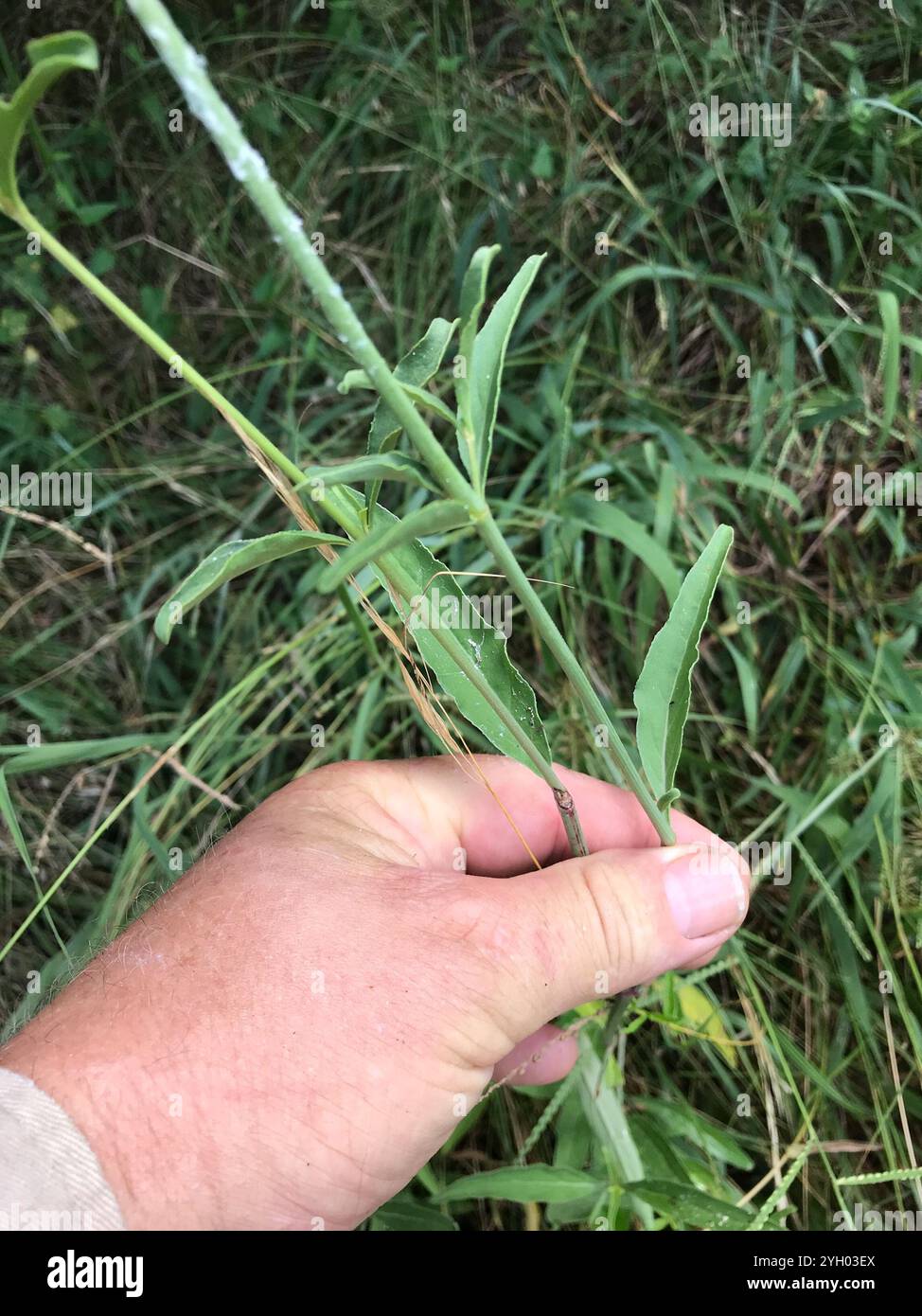 White Four o'Clock (Mirabilis albida Stock Photo - Alamy
