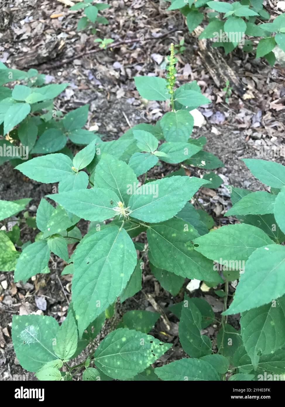 shrubby copperleaf (Acalypha phleoides Stock Photo - Alamy