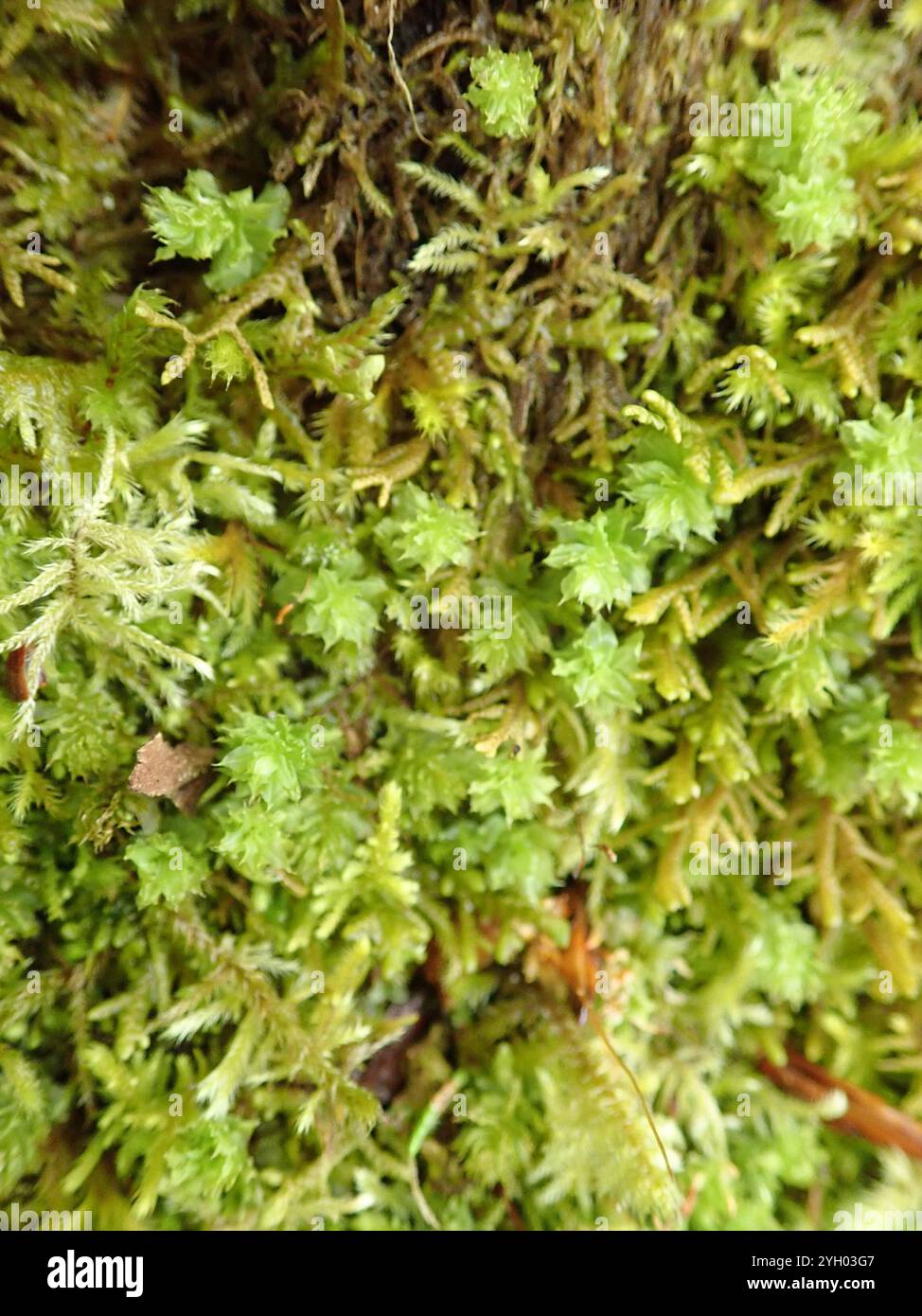 magnificent leafy moss (Plagiomnium venustum Stock Photo - Alamy