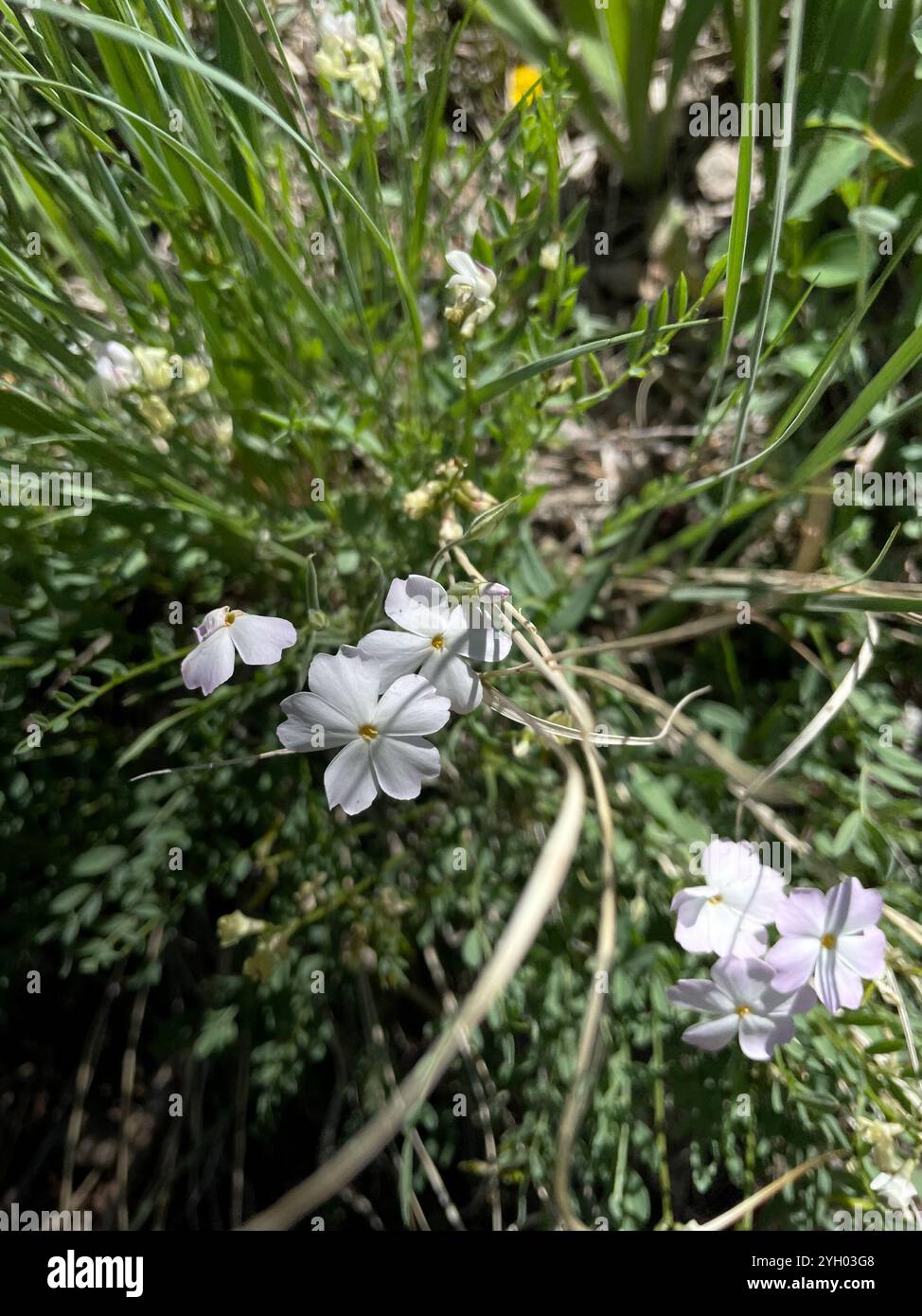 Longleaf Phlox (Phlox longifolia Stock Photo - Alamy