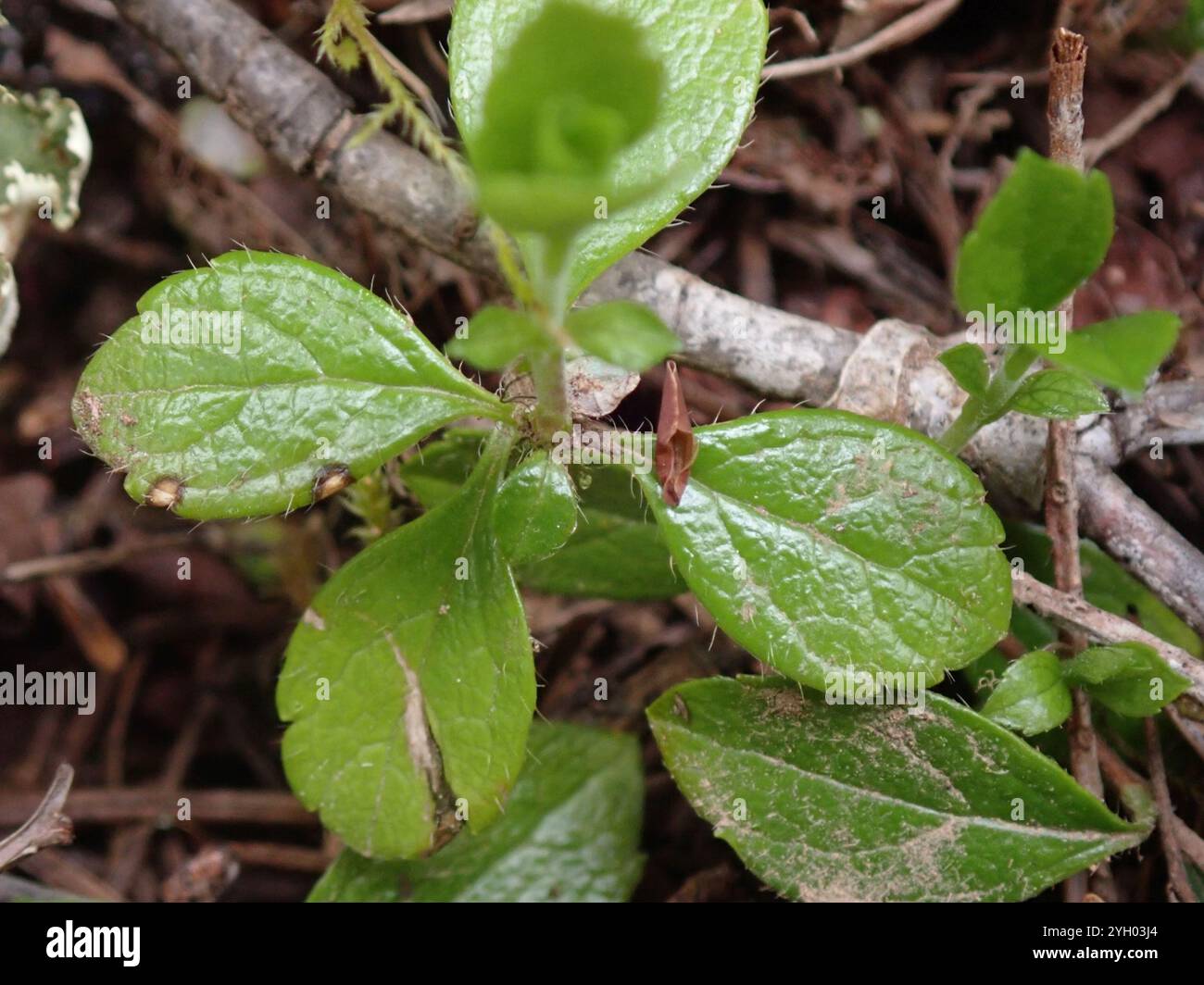 Twinflower (Linnaea borealis Stock Photo - Alamy