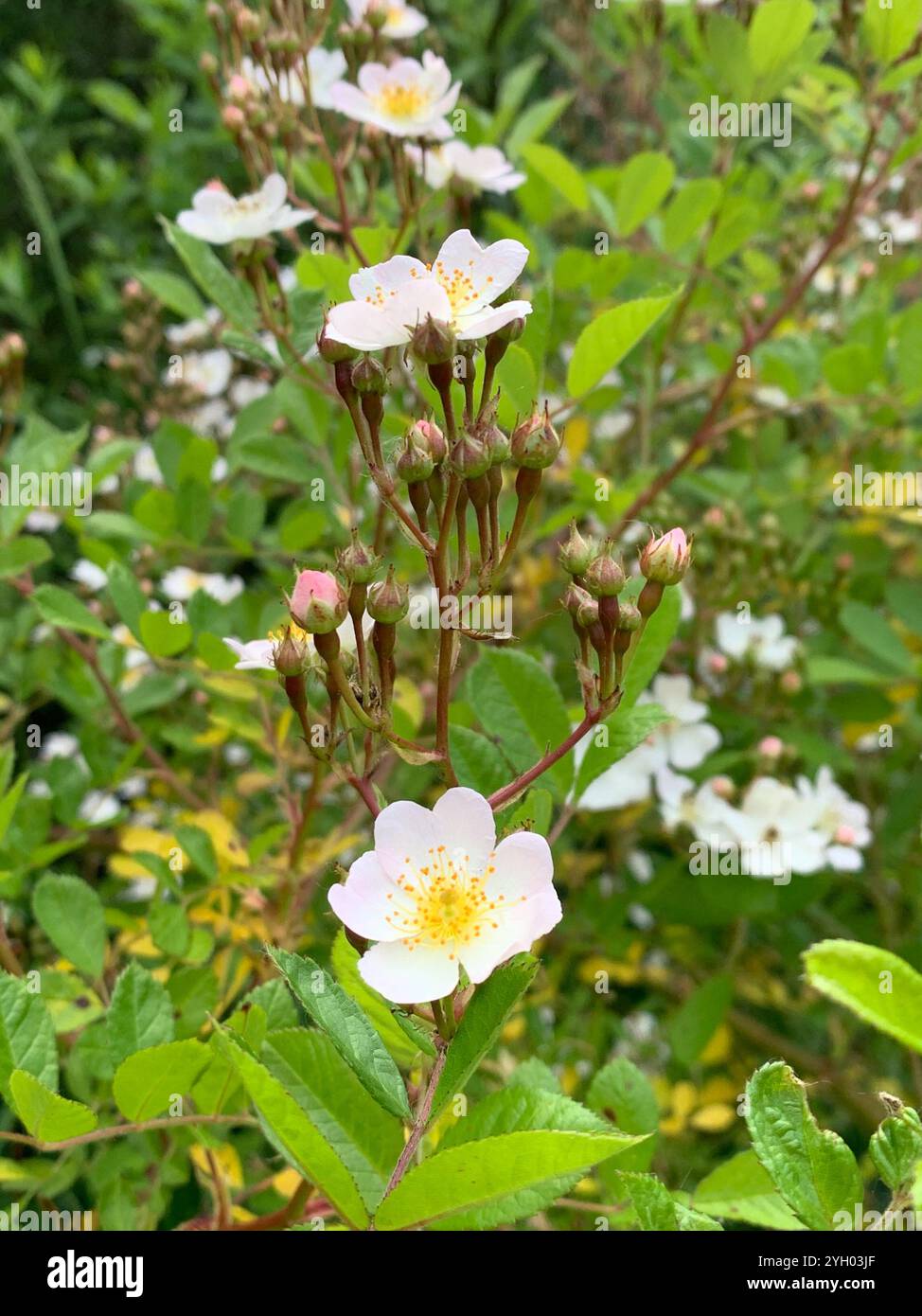 multiflora rose (Rosa multiflora Stock Photo - Alamy